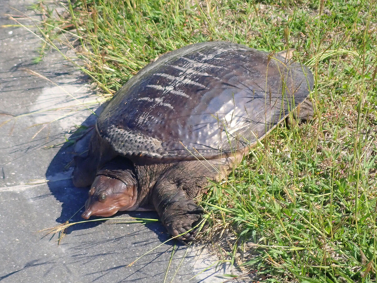 Soft Shell Turtle: One of only two Soft Shell Turtles that we have seen ...