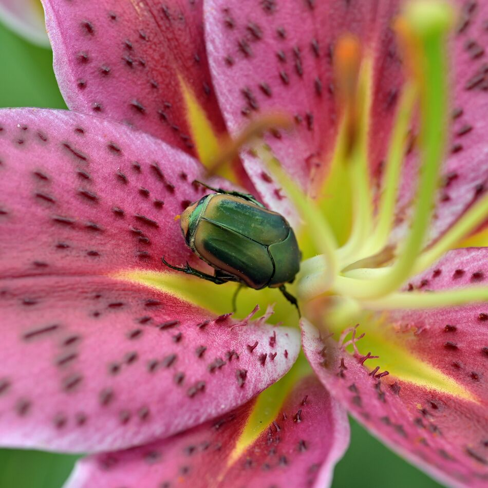 Bugs 'n Flowers: A late June Bug (Beetle?) on a Strawberry Shortcake ...