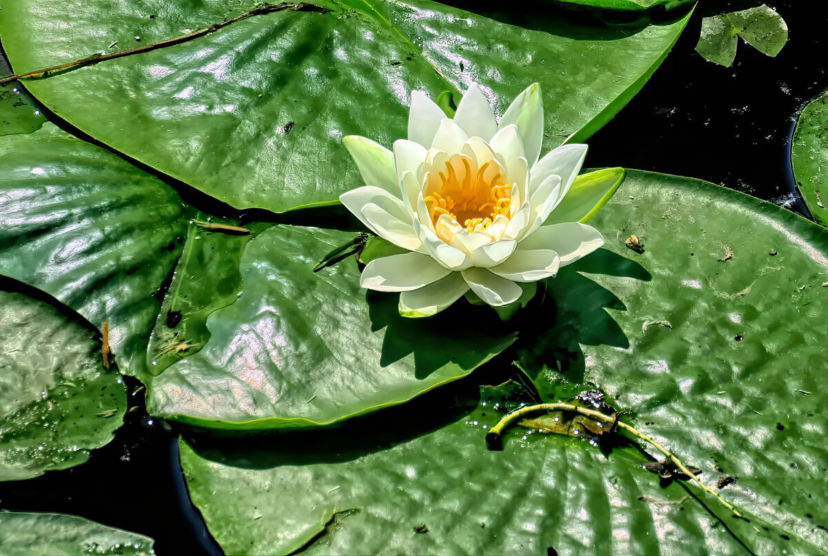 Lily Pads: Taken at Ft. Benjamin State Park or at Michigan City In ...