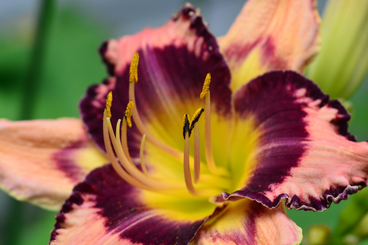 Fancy Lilies: Frills and everything 🤗🤗🤗🤗...