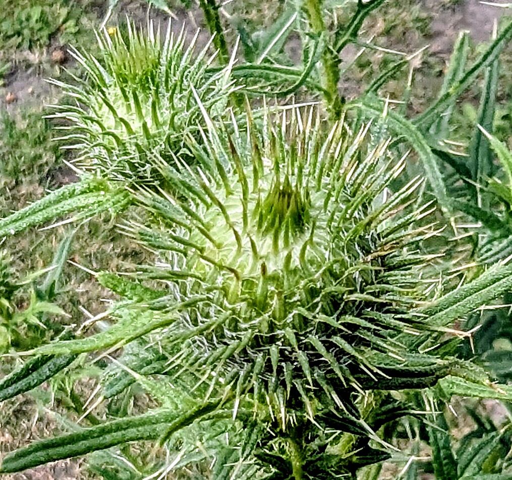 Hey, Gang! Thistle Do It for Today: I'm sure stuck on these plants ...