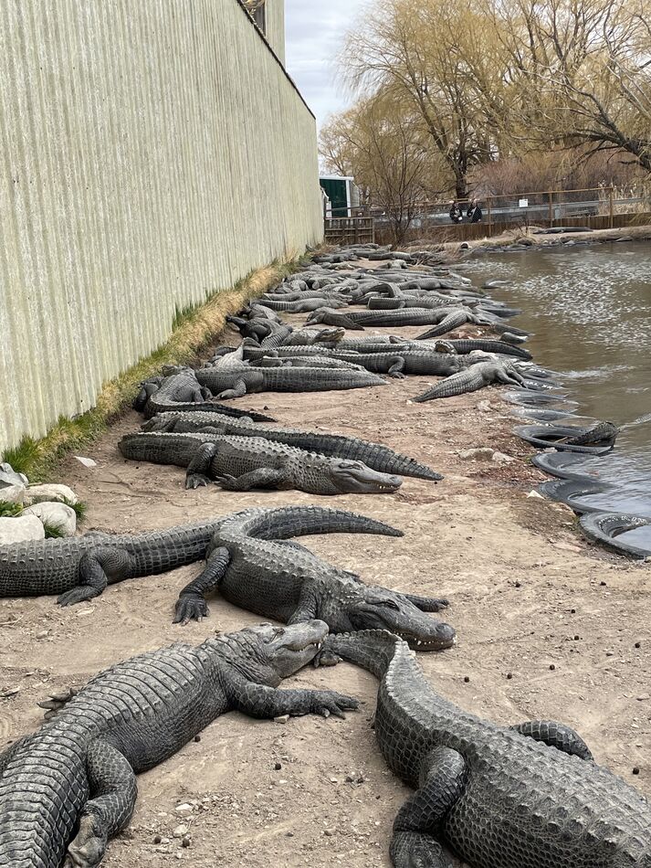 Rescue ‘Gators — COLORADO: A gator-farm (?) in the San Louis Valley of ...