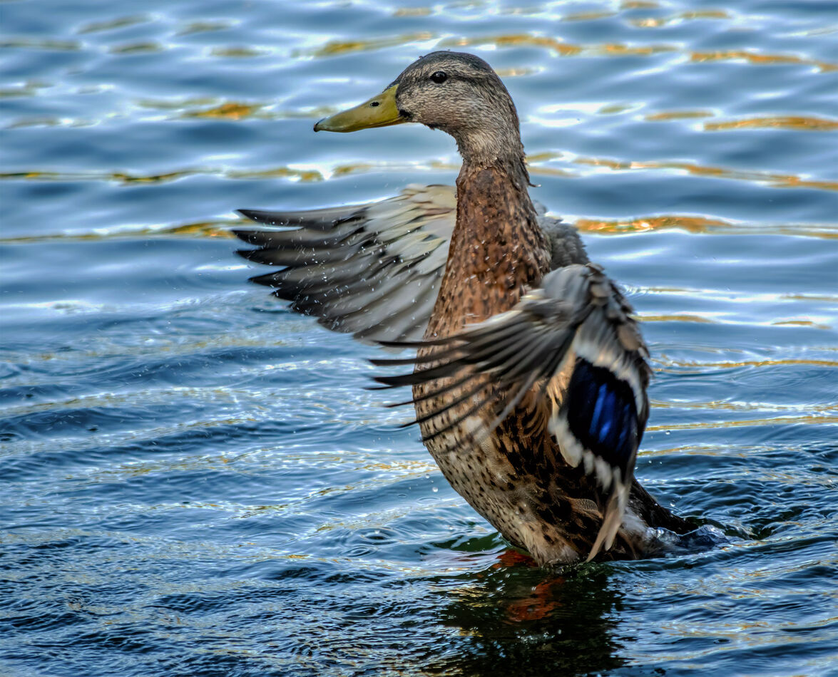 Mallard: Male mallard ducks typically undergo a molt after the breeding ...
