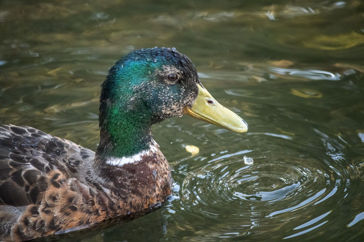 Mallard: Male mallard ducks typically undergo a molt after the breeding ...