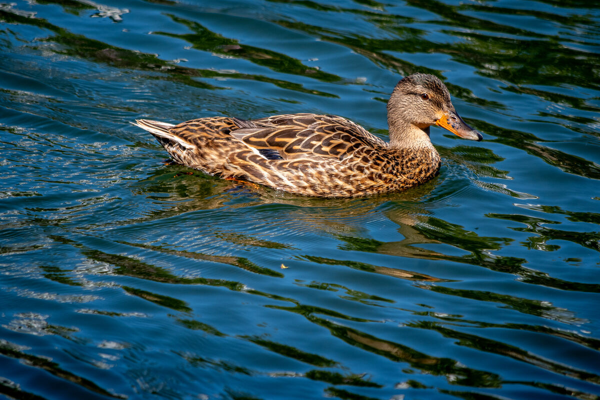 Mallard: Male mallard ducks typically undergo a molt after the breeding ...