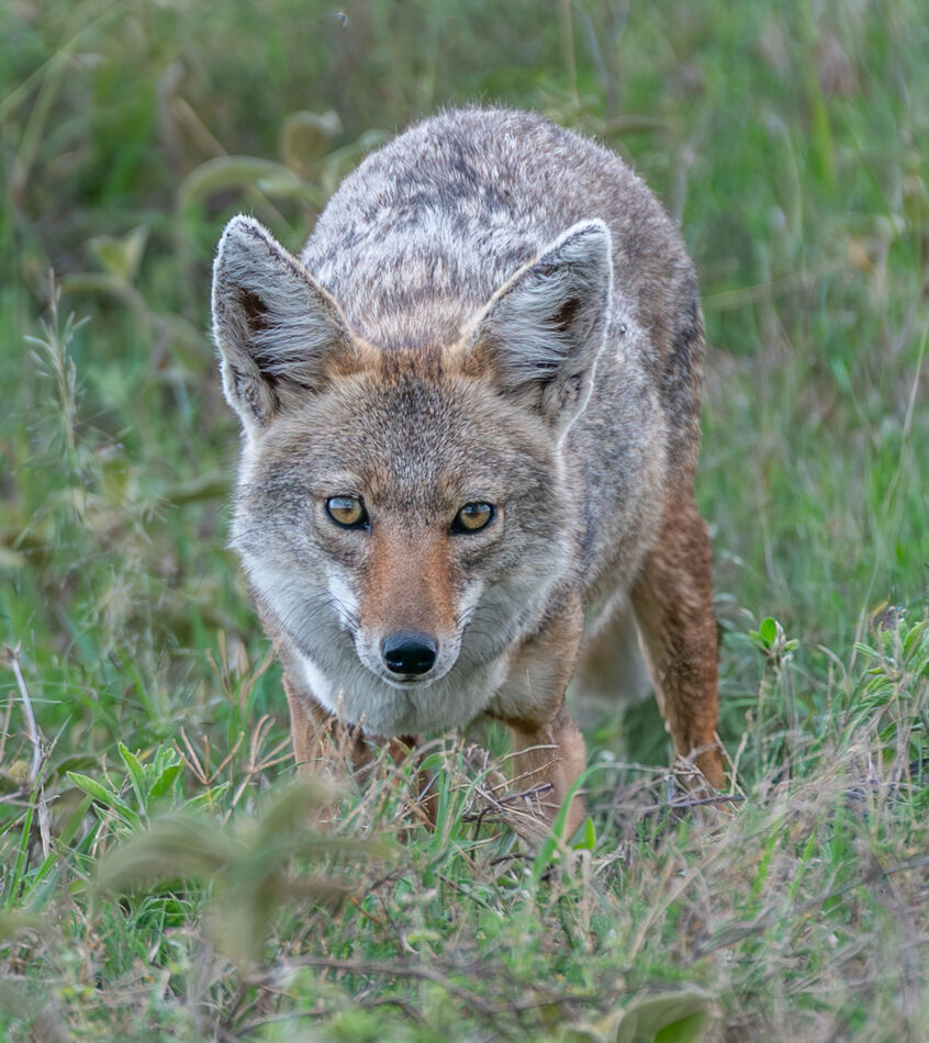 Serengeti animals - 51: This set shows some different shots taken as we ...