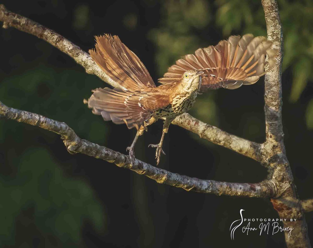 Justl a couple of regulars: Early morning visitors to the feeders ...