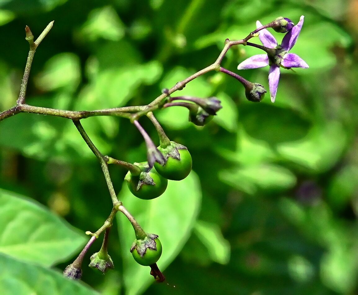 Bittersweet... 1. Bittersweet Nightshade 2. Bittersweet how slowly my ...