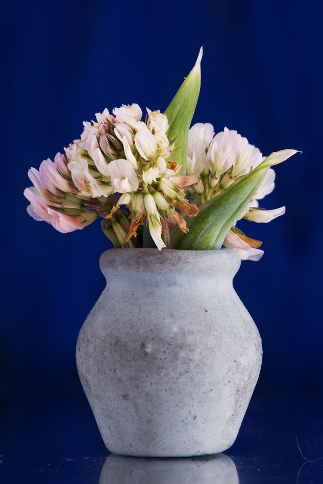 Out of "The Studio" another Mini Still Life Short Stack: Clover and ...