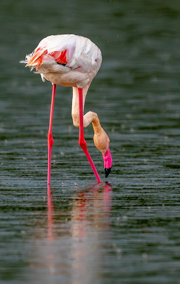 Serengeti birds - 27: We went to this lake because of both the lions ...