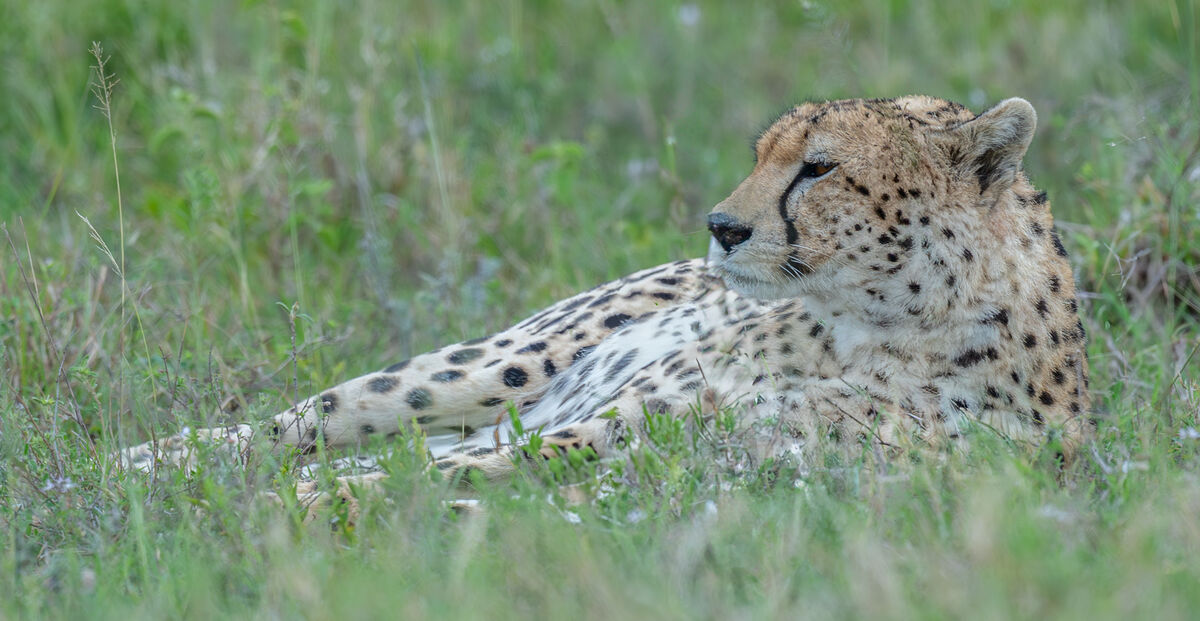 Serengeti animals - 53: In addition to tracking lion prides, Steve ...