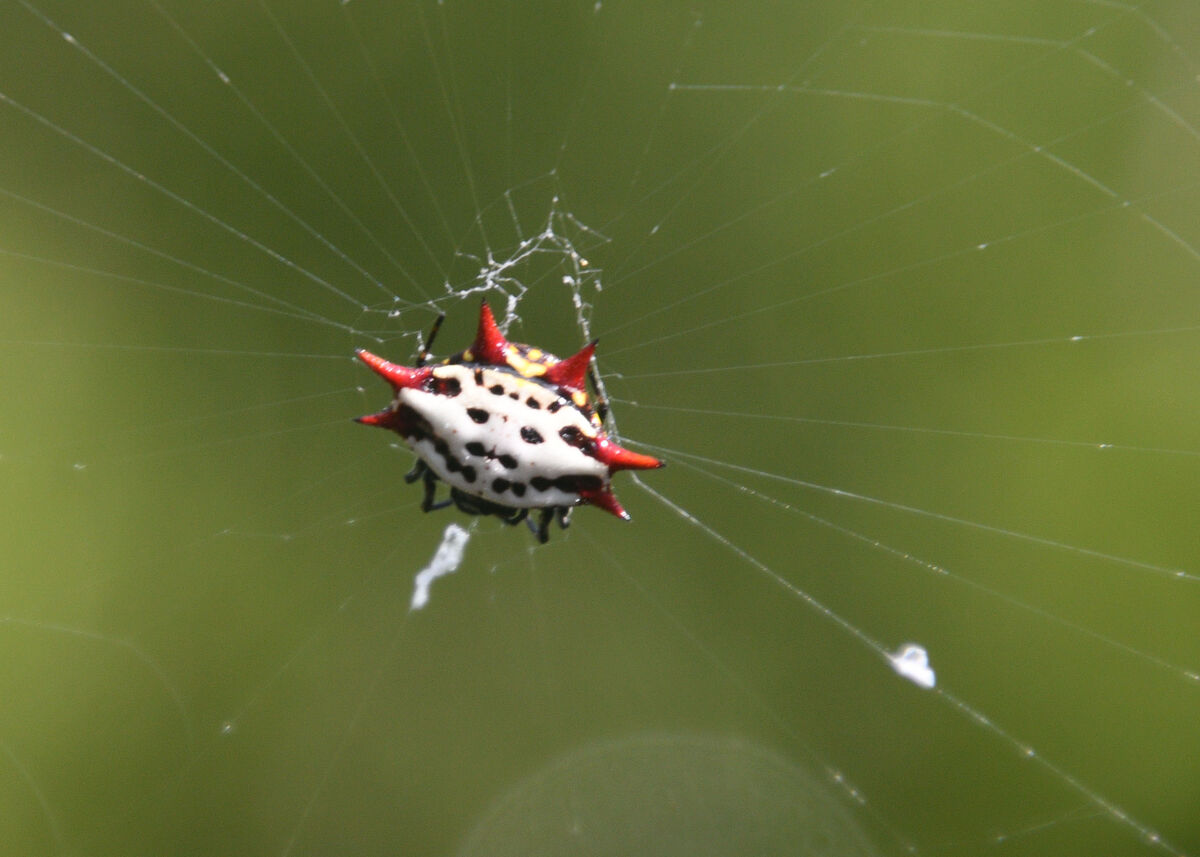 strange looking spider....in my opinion! Just wondering if anyone has a ...