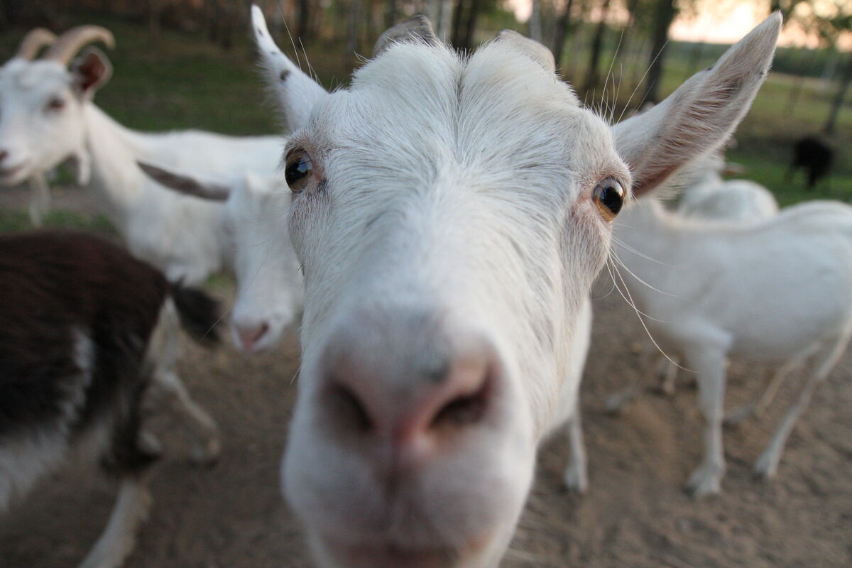 Hello There! Had this curious friend come right up to say hello! I ...