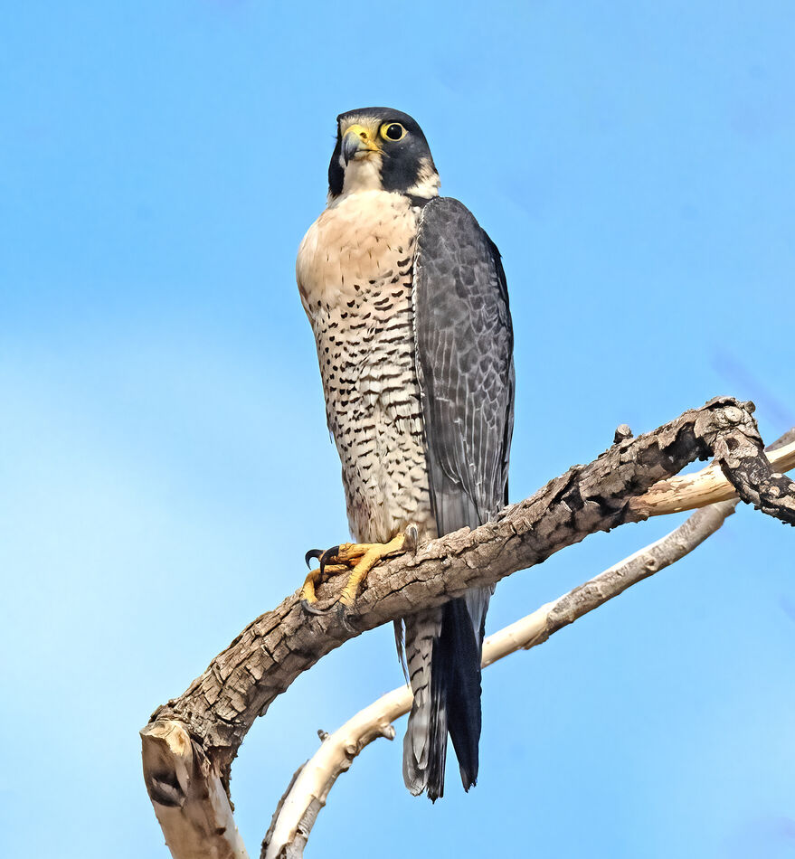 Prairie Falcon: Say hello to my little friend... El Prairie Falcon... big brother to the Kestrel ...