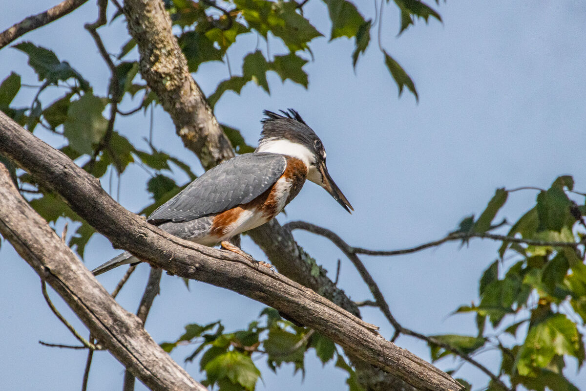 Belted Kingfisher: These little guys are quick.