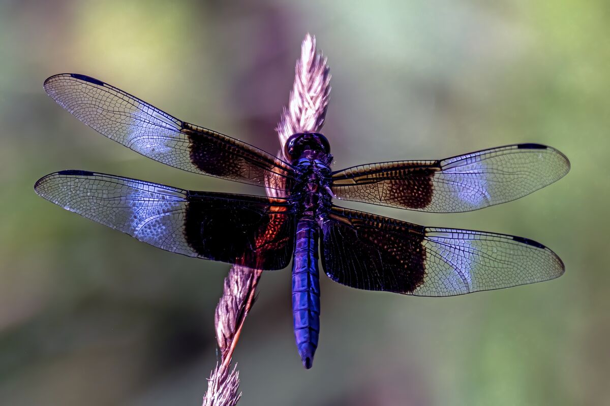 Dragonfly: Took the telephoto lens out to catch some birds and got this ...