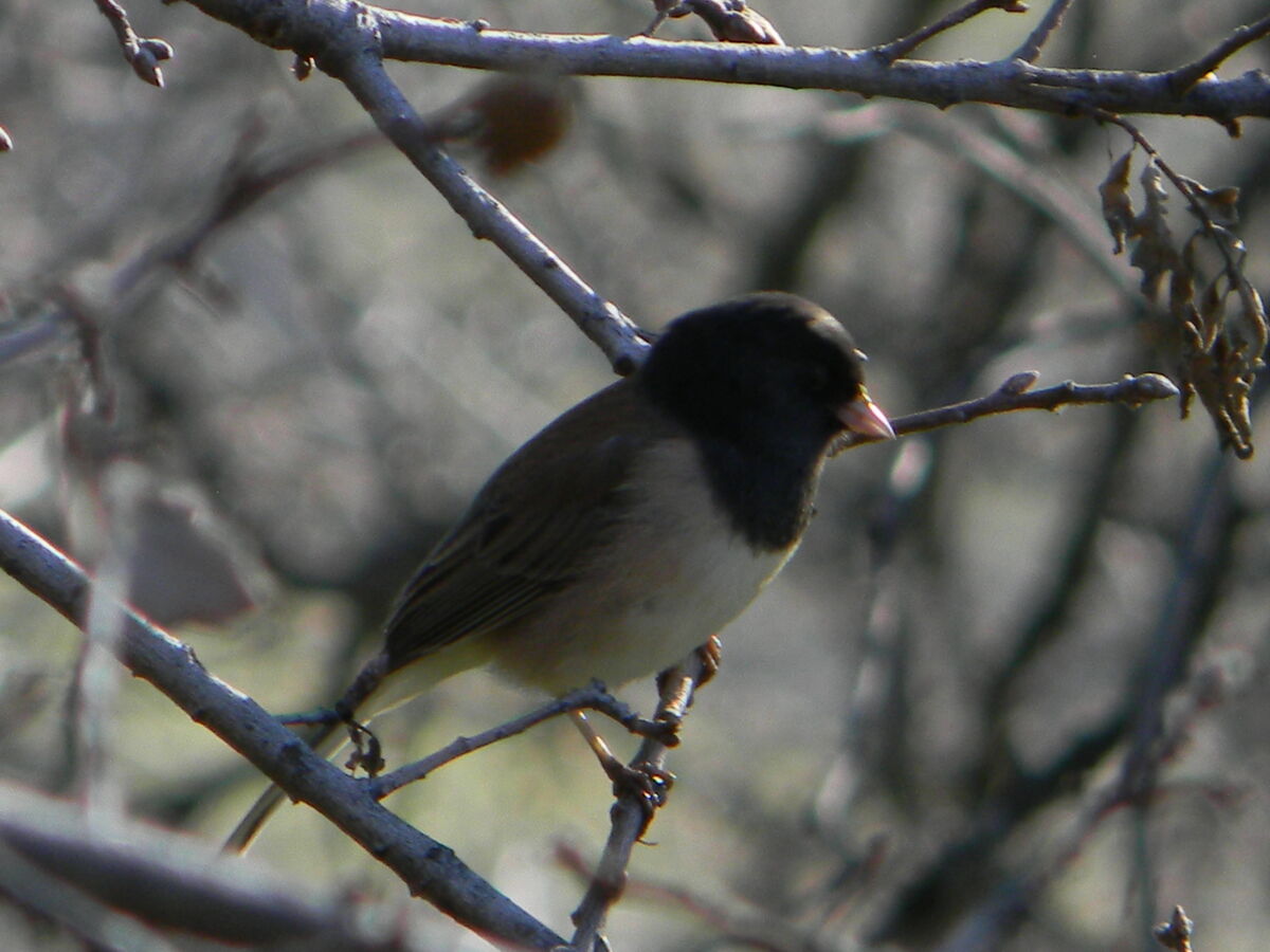 Birds from my backyard in Burrough Valley, Fresno County, California: I ...