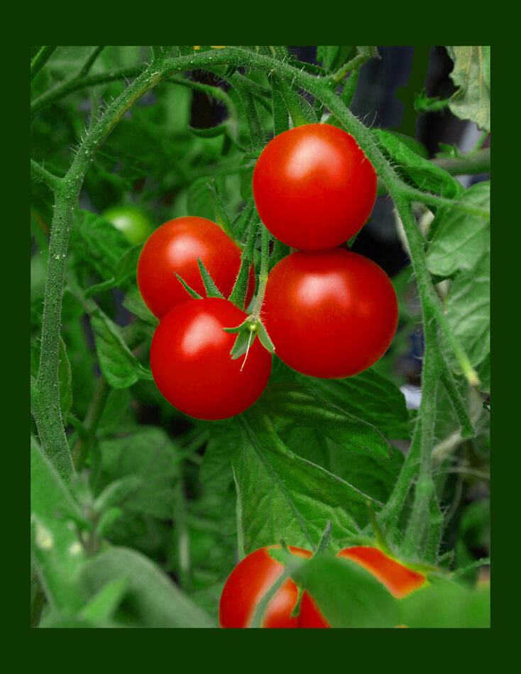 Judy's Gardens: Nice n ripe mrbill...