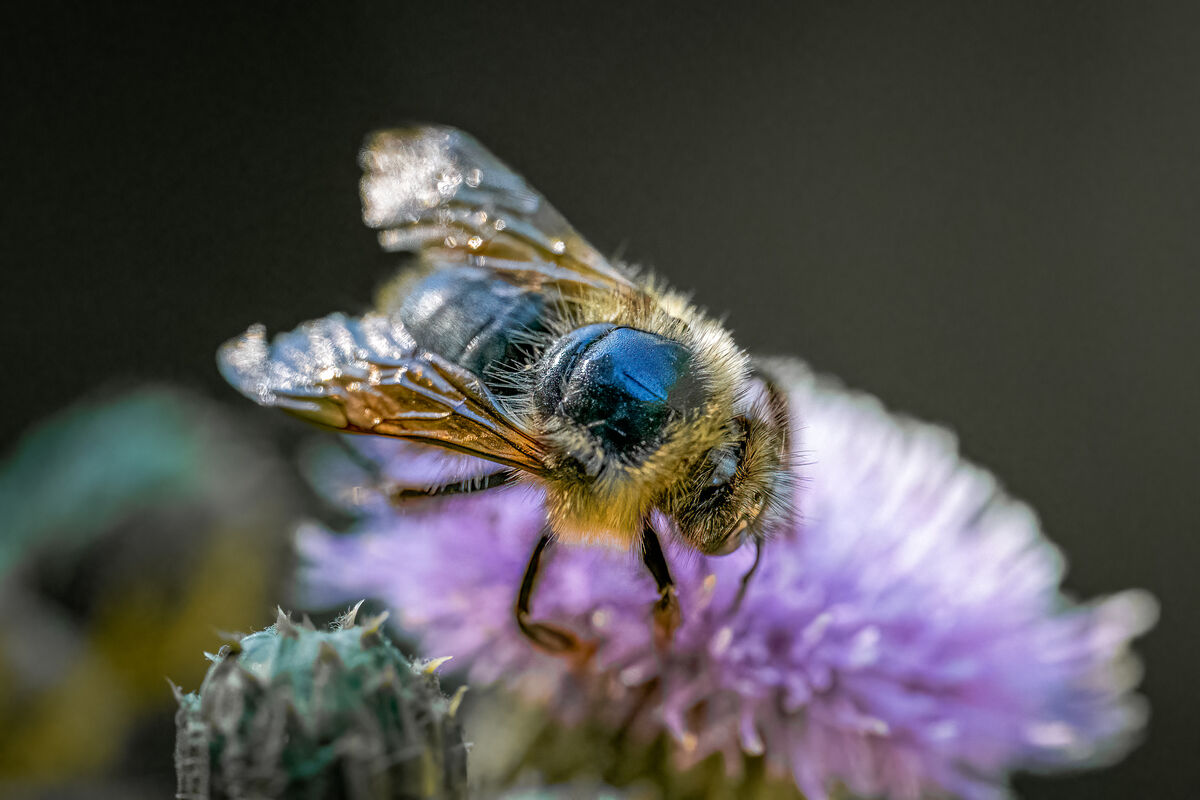 Honey Bees on Thistle Our Yard 7-8-2025 Luv me sum bees! While battling ...