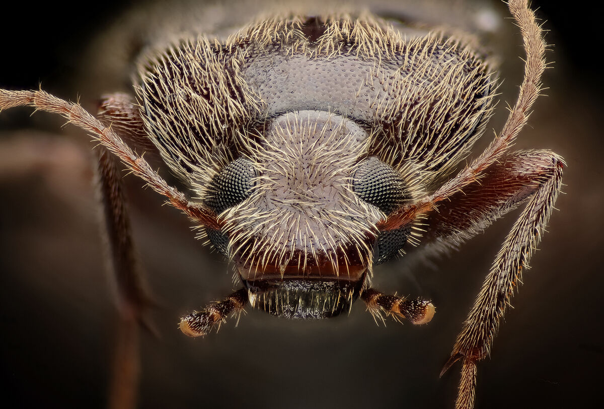 Beetle: Insects must work for their living, and some work the day shift ...