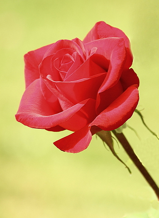"Rosa × Odorata (Andrews) Sweet Tea Rose.": Lens: Canon EF-S 55-250mm ...