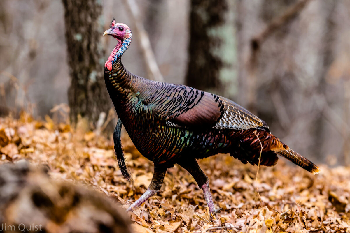 Turkey: We go to Loan Elk Park outside of St Louis every year to see ...