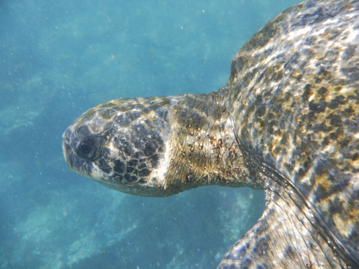 Galapagos Under the Sea June 2025: Creatures under the sea, Galapagos ...