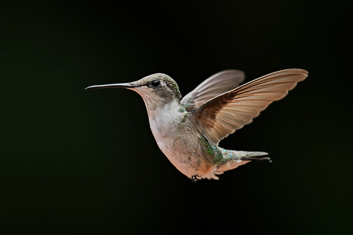 Backyard hummer feeder gymnastics: Cary, NC. Aug. 14th, 2025. As ...