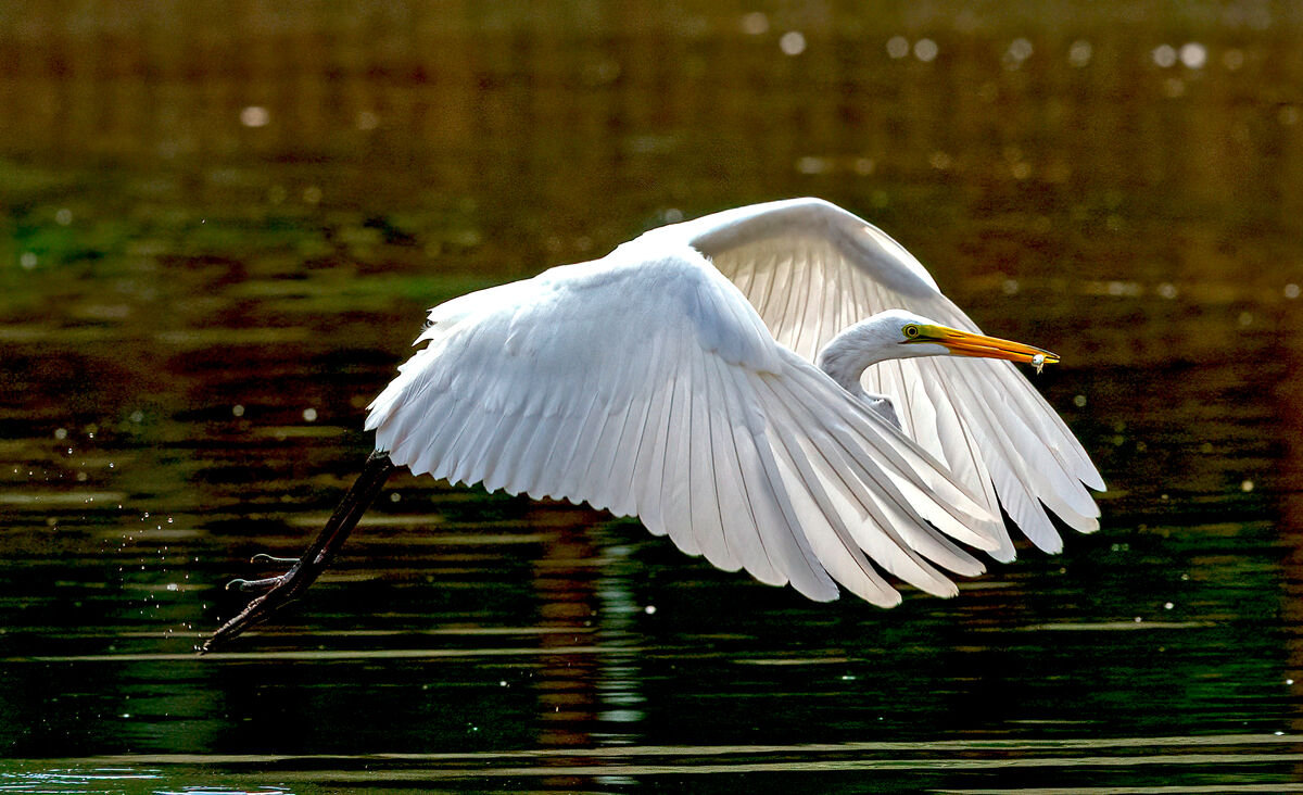 white egret in flight: white egret flies off with small fish in its ...