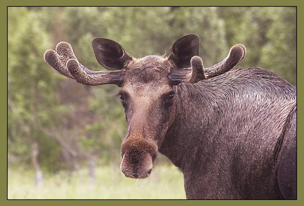 Young Moose: When tourists come to Vermont they all want to see a moose ...