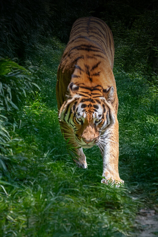 Tiger - with generative fill on right side of tiger: I took the photo ...