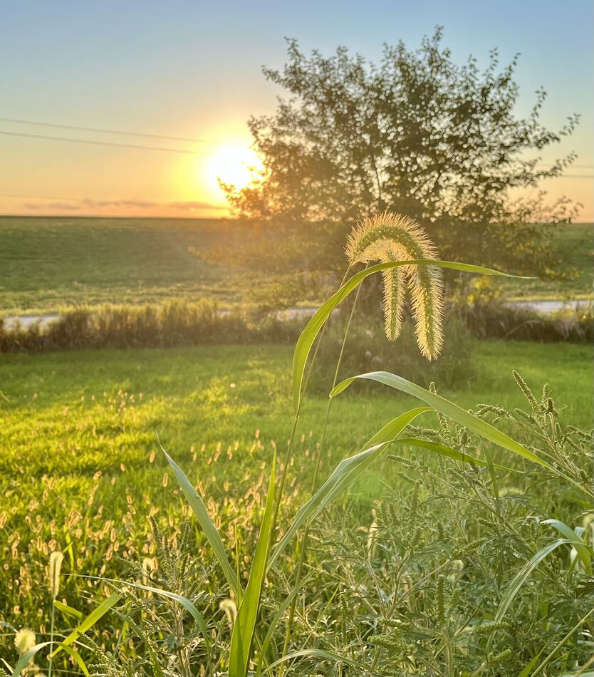 Golden evening light: Hot summer days can be miserable, but all is ...