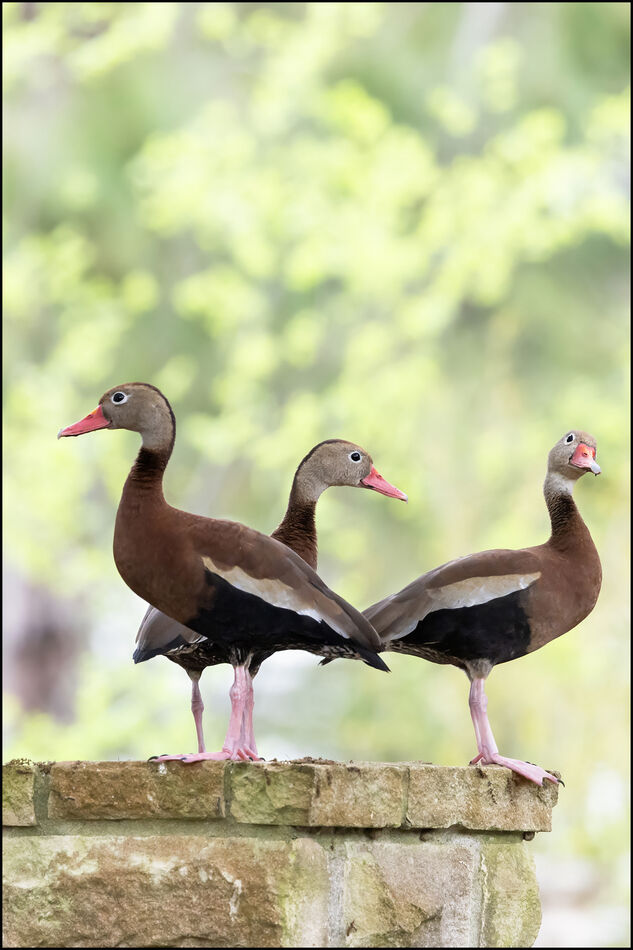Black-bellied Whistling duck: These ducks are daily visitors, and as ...