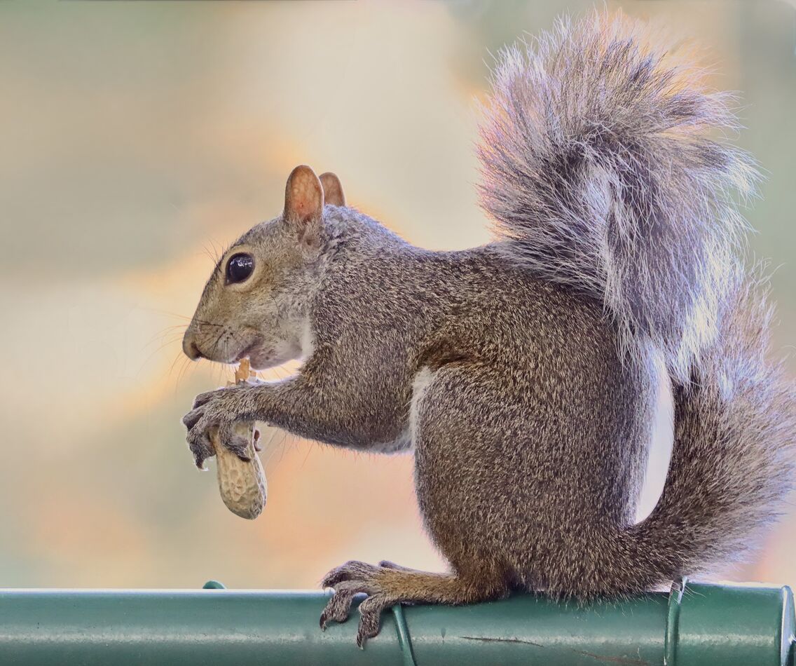Just sitting on the fence: This was taken a bit ago just as the heat ...