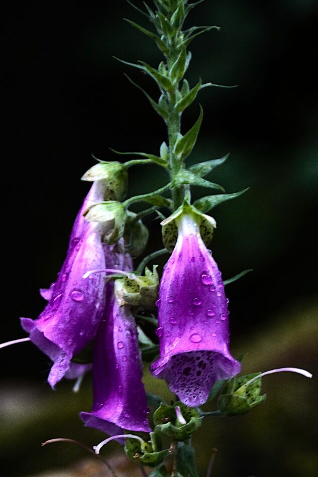 Foxglove: Four different foxglove at four different locations. Don't ...
