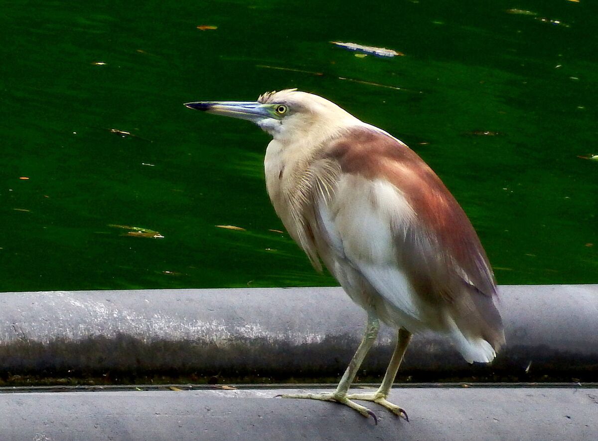Birds at the lake: A busy pond heron catching fish. The cormorant was ...