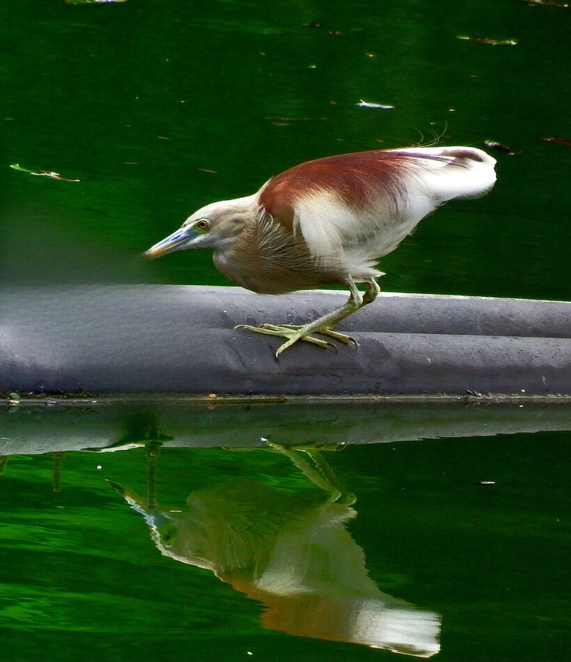 Birds at the lake: A busy pond heron catching fish. The cormorant was ...