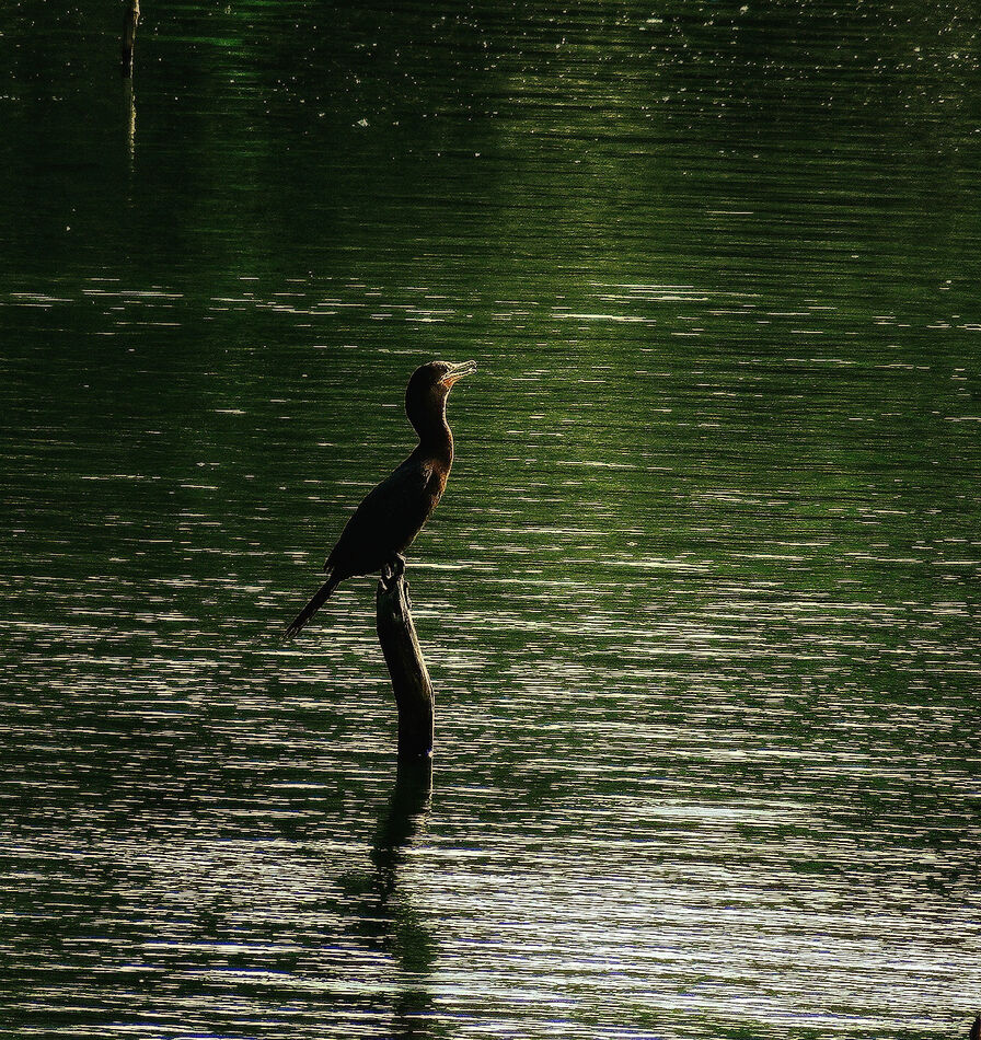 Birds at the lake: A busy pond heron catching fish. The cormorant was ...