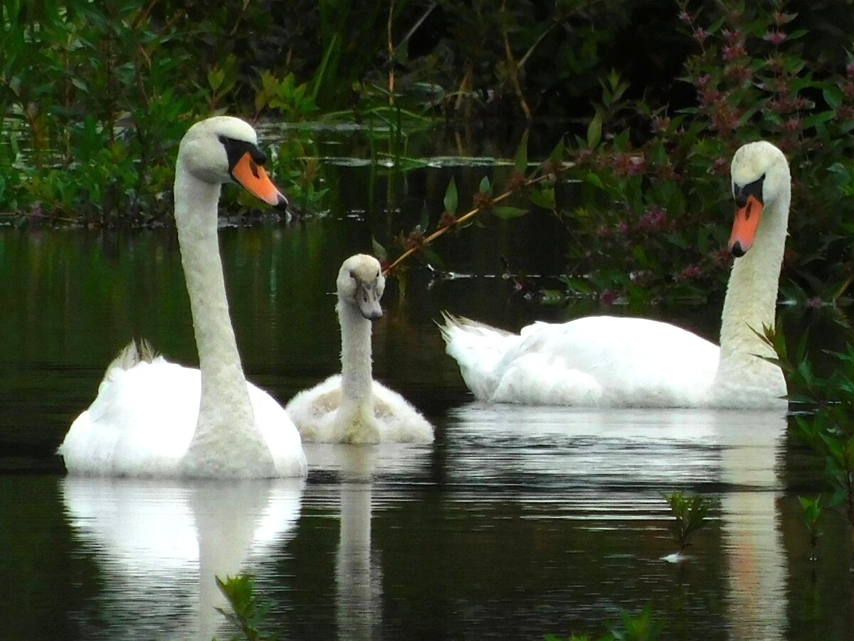 New Pictures of the Swan Family: I went to check on the new swan family ...