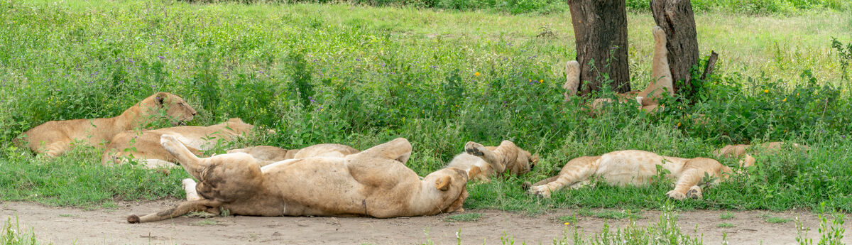 Serengeti animals - 66: We came upon the females and cubs in this pride ...