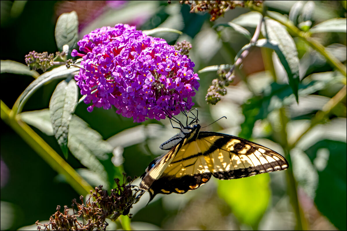 Butterfly Bush and Buddies: The Pennsylvania Department of ...