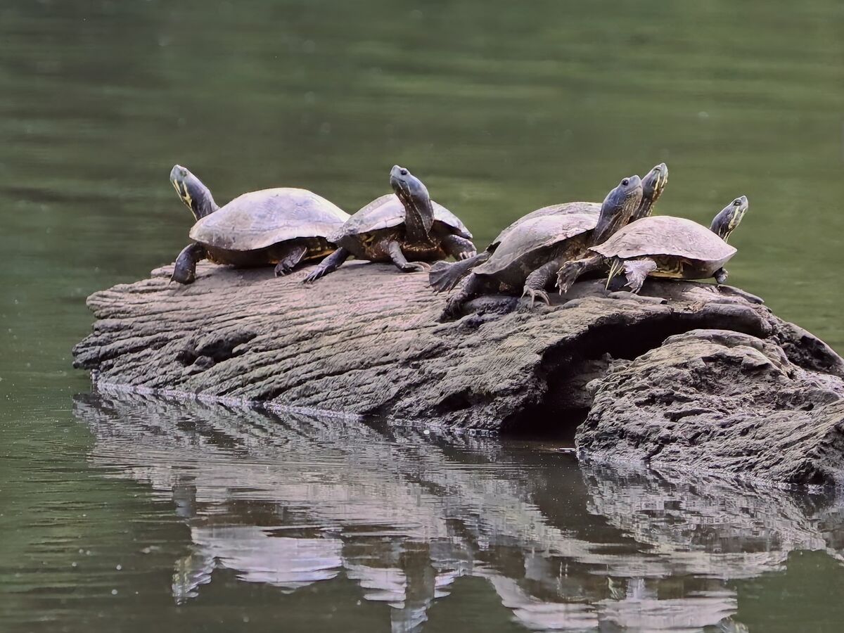 Turtles willing to pose! For a change the turtles were being ...