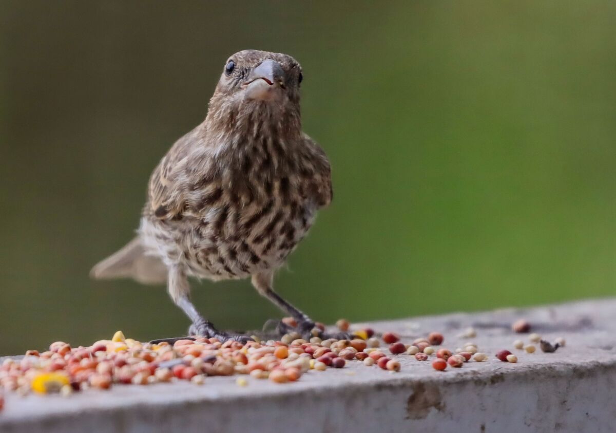 A pretty little sparrow: There's lots of sparrows and they are always ...