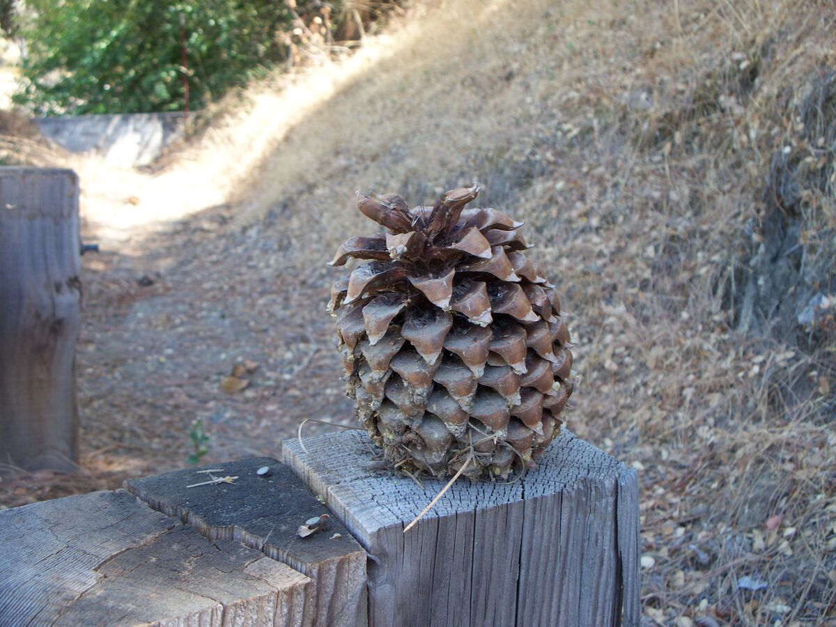 2009 in Fresno County: This collection of miscellaneous objects was ...