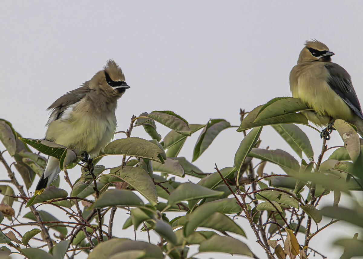Cedar Wax wings: Don't you just love it when your subject poses for you