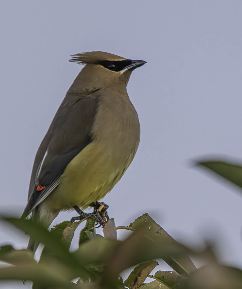 Cedar Wax wings: Don't you just love it when your subject poses for you