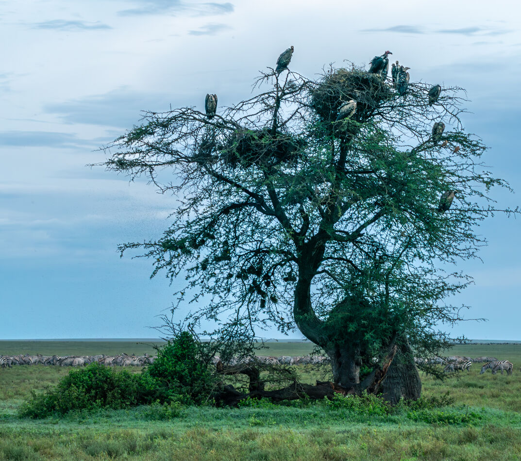 Serengeti birds - 36: More shots of the cleanup gang. Comments and ...