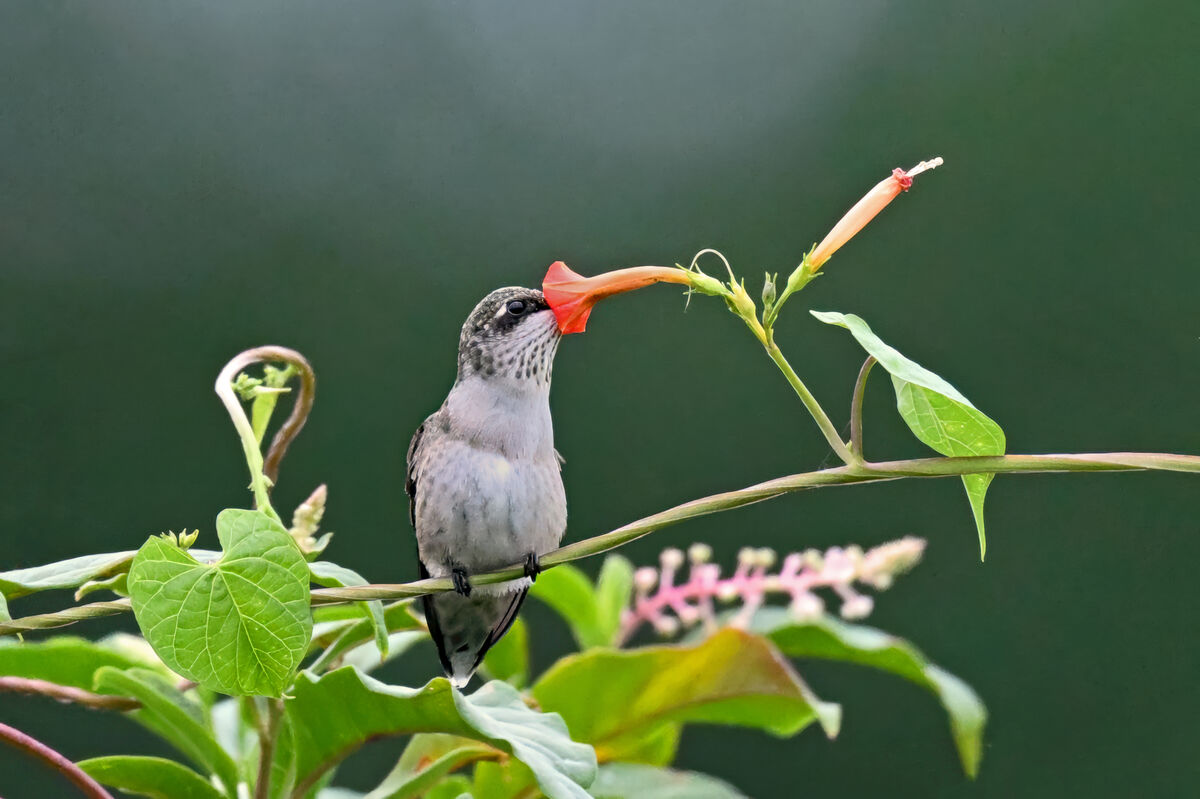 Ruby-throated hummer feasting on flowers at Dix park: Raleigh, NC. Aug ...