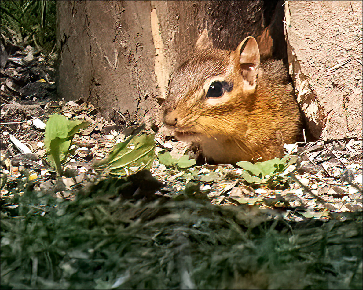 Chipmunks: A couple of visitors to my office.