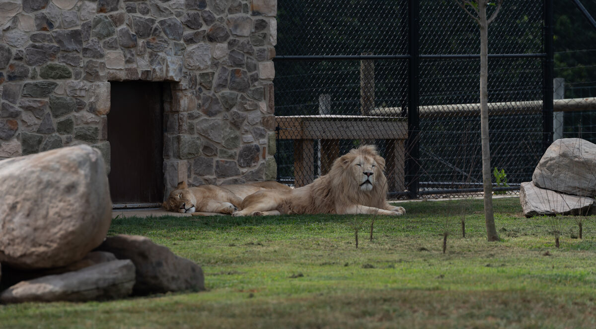 Tobias Wildlife park: This is a second lion they have. For obvious ...